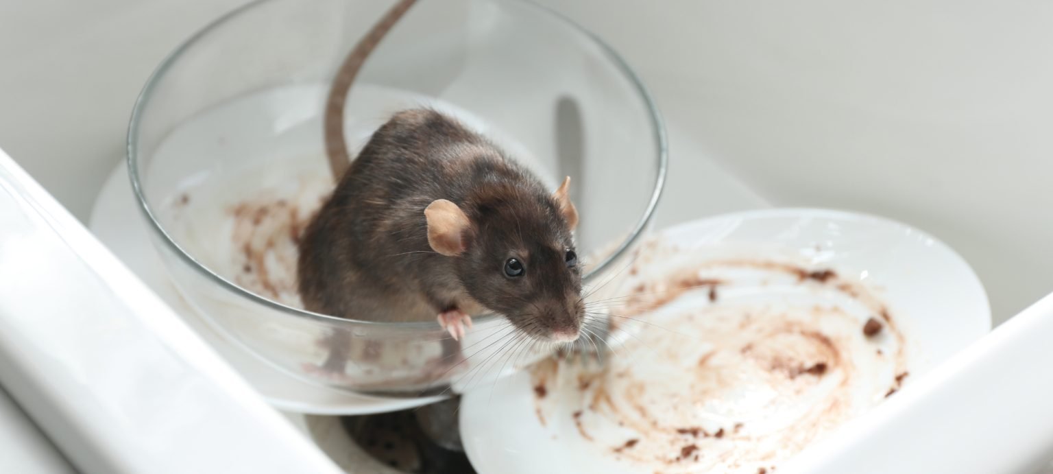 How to Keep Mice Out of Kitchen Drawers: Bye-Bye Rodents!